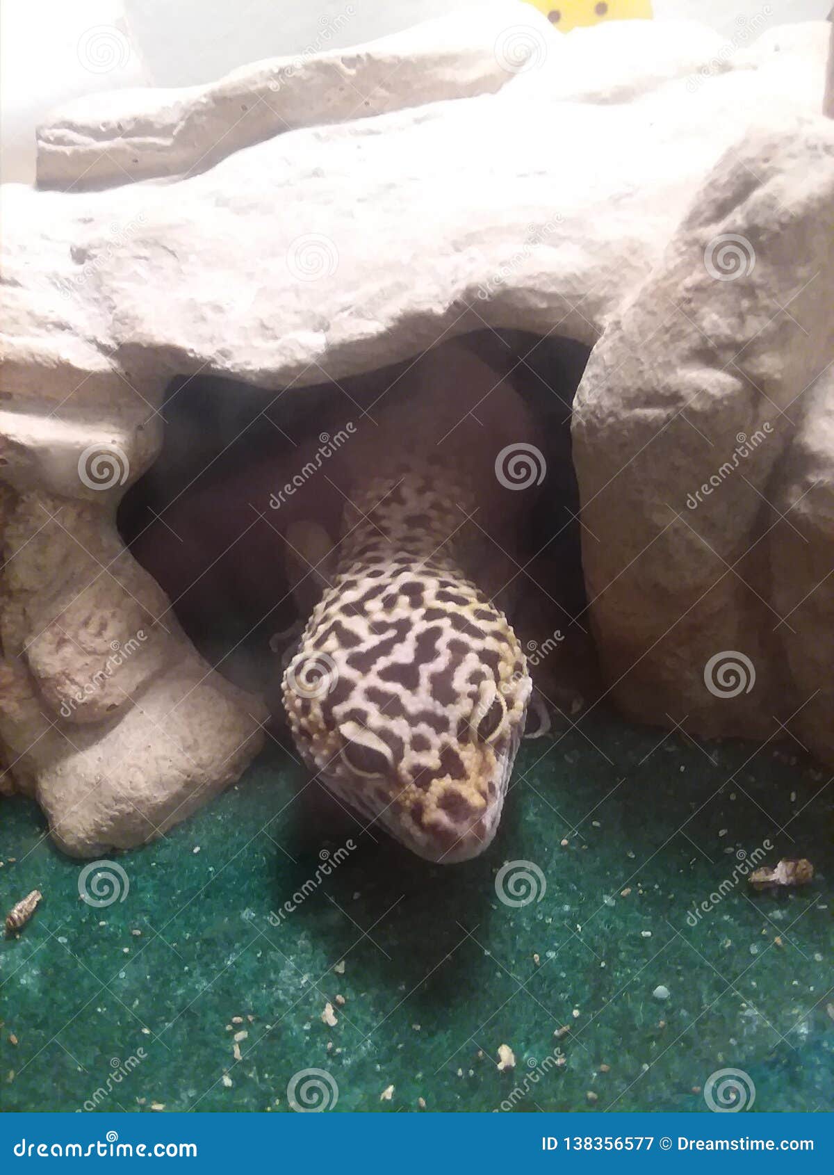 Rango stock image. Image of leopard, rango, gecko, spotted - 138356577