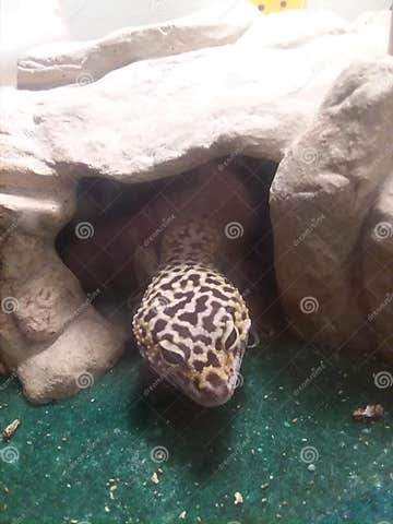 Rango stock image. Image of leopard, rango, gecko, spotted - 138356577