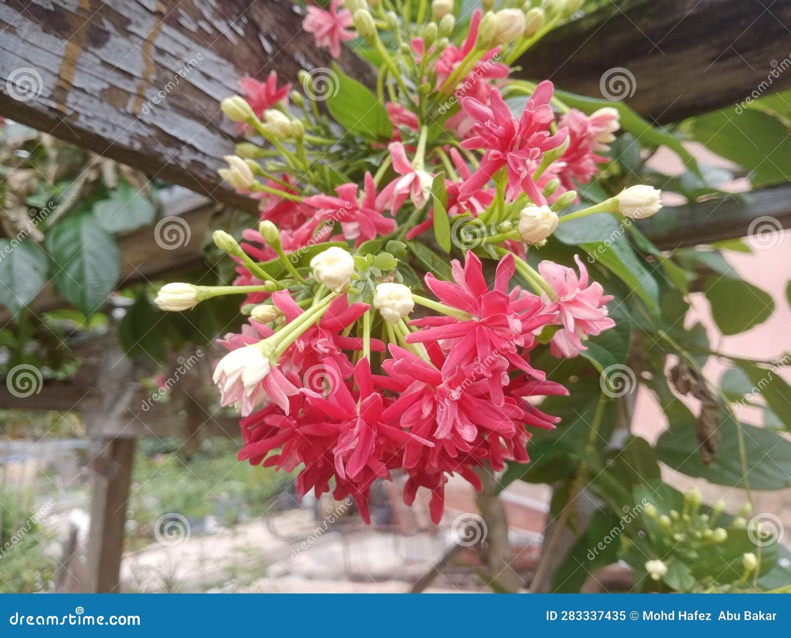 Rangoon Creeper or Burma Creeper Flowers Close-up Stock Image - Image ...