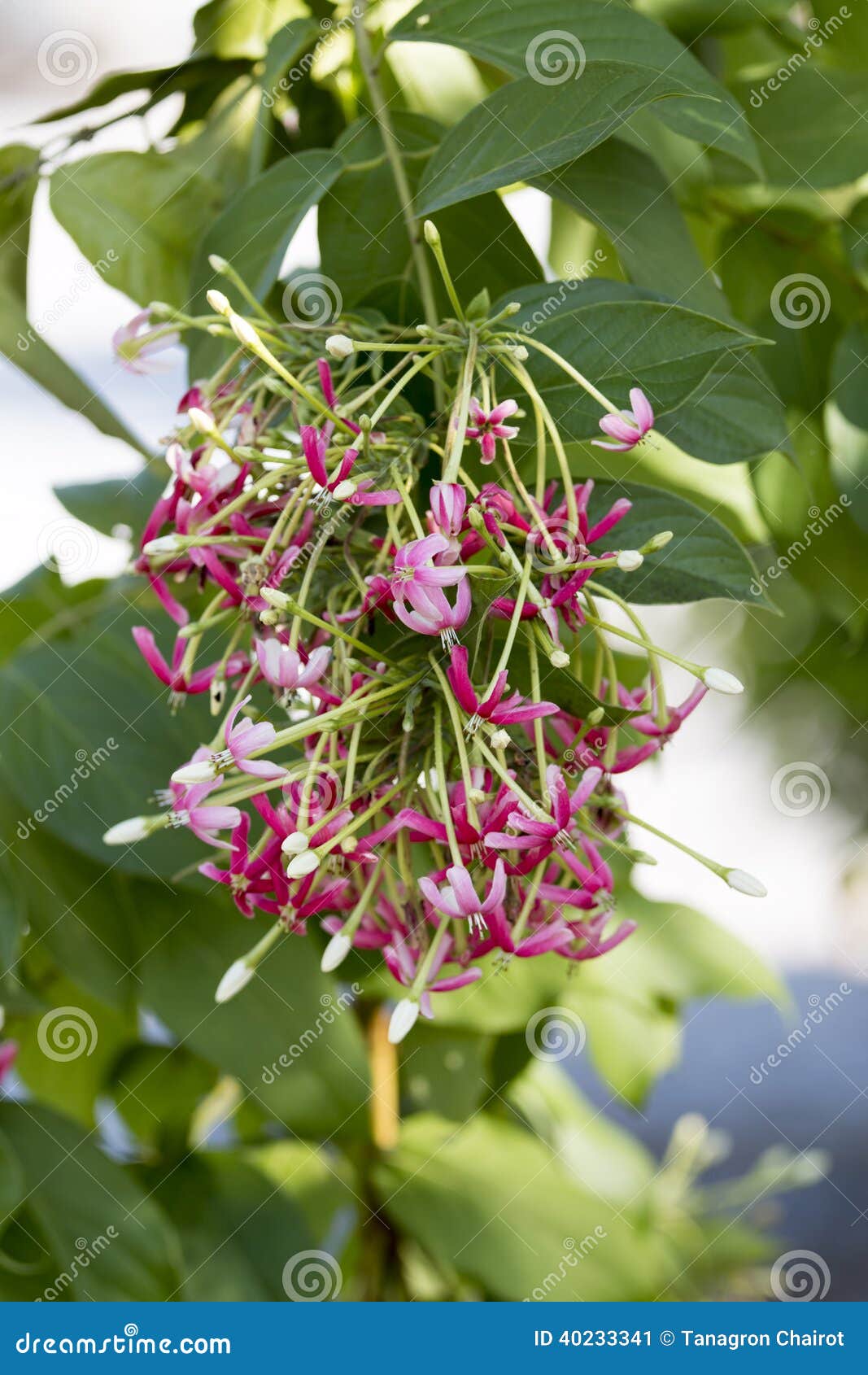 Rangoon creeper stock image. Image of medicinal, garden - 40233341
