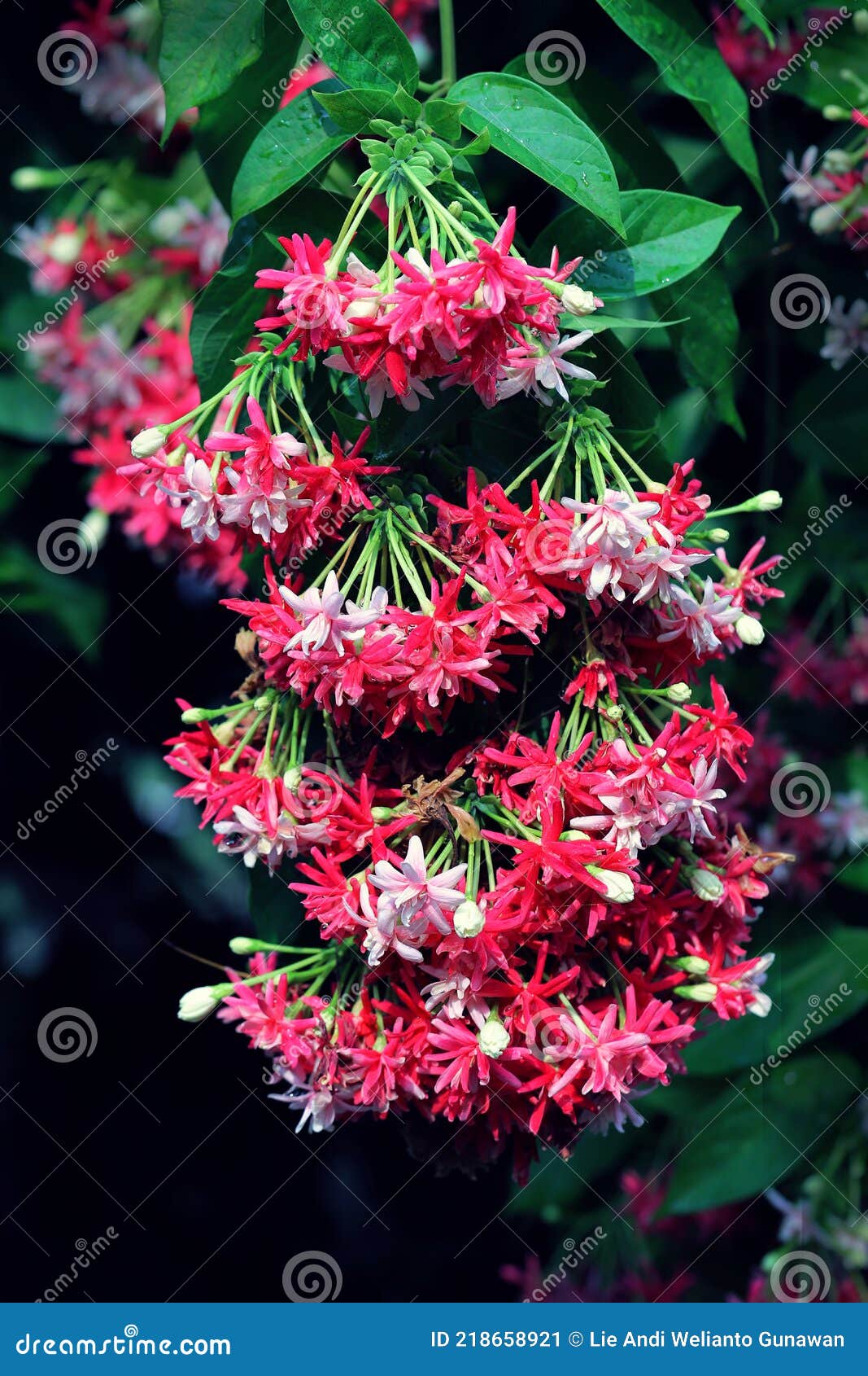 Rangoon Creeper Flower stock image. Image of green, nature - 218658921