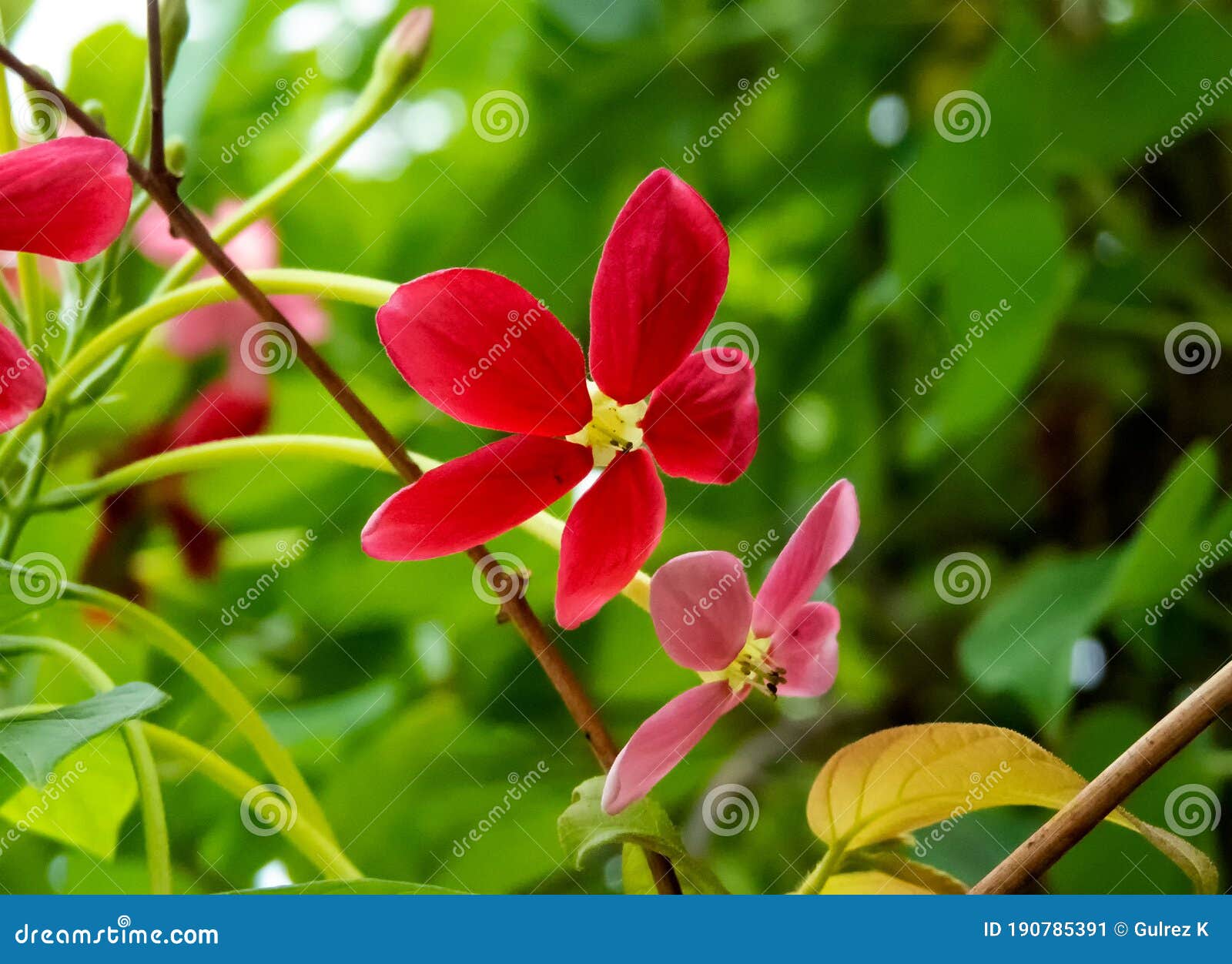 Rangoon Creeper Flower Blossoming in Monsoon Rain. Stock Image - Image ...