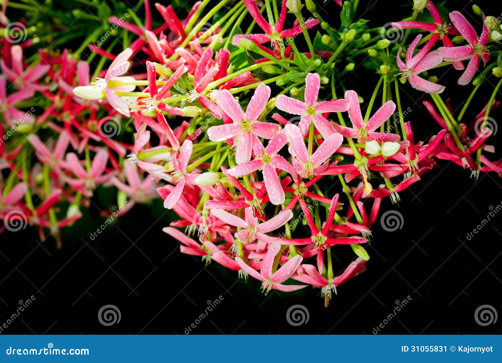 Rangoon creeper flower stock image. Image of bunch, macro - 31055831