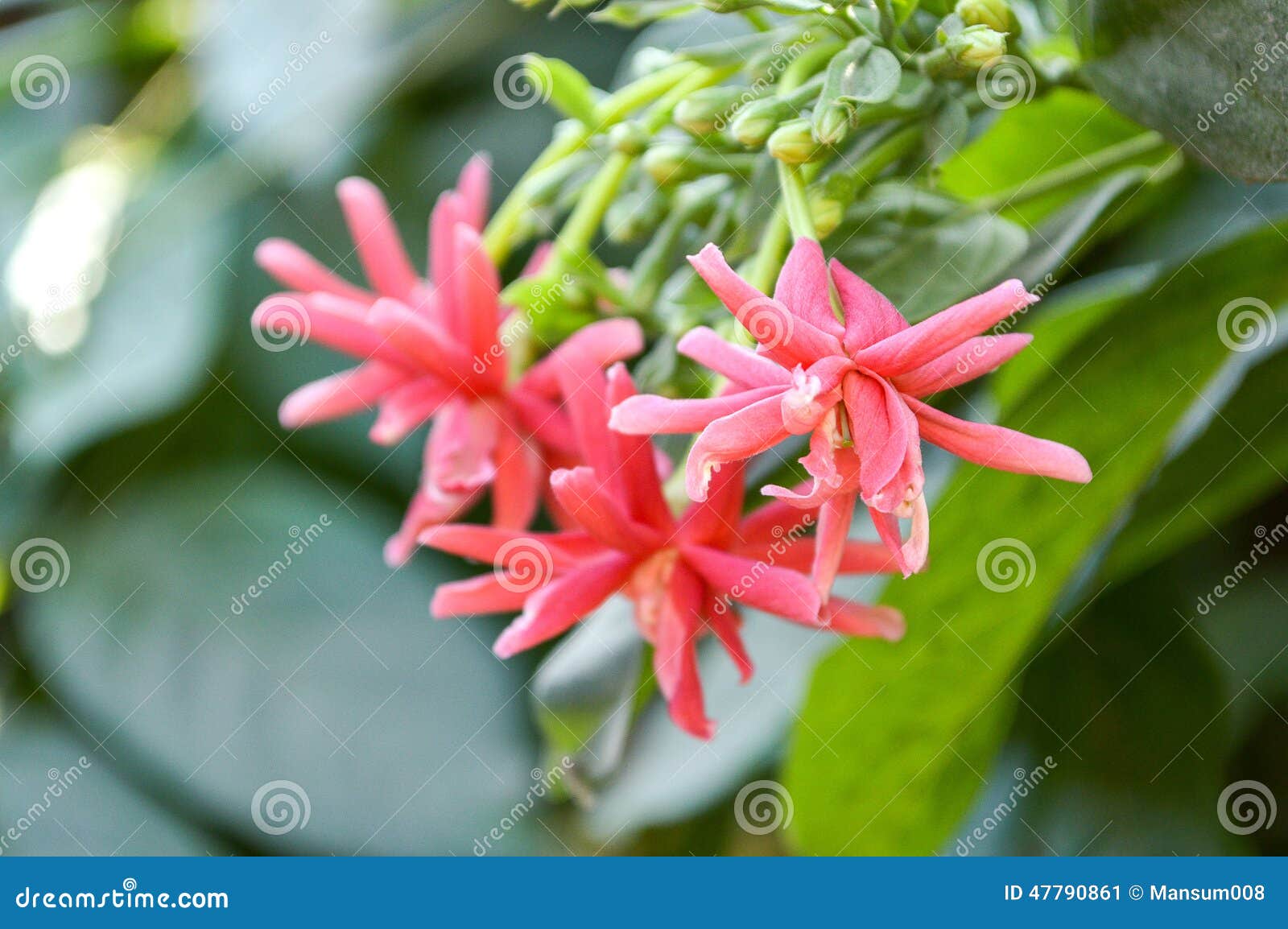 Rangoon creeper flower stock image. Image of pink, bloom - 47790861