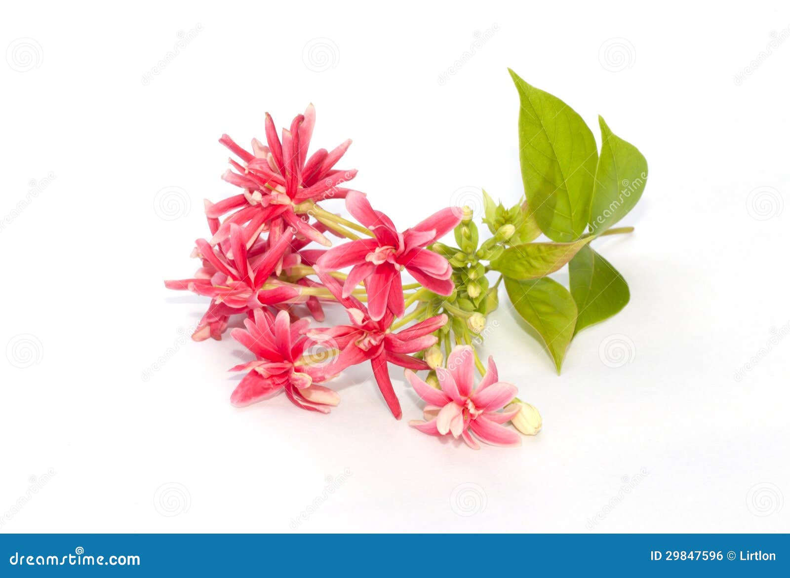 Rangoon Creeper Flower Isolated Stock Photo - Image of bloom ...