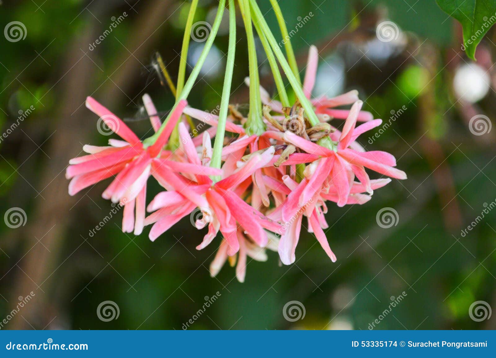 Rangoon creeper flower stock photo. Image of petal, beautiful - 53335174