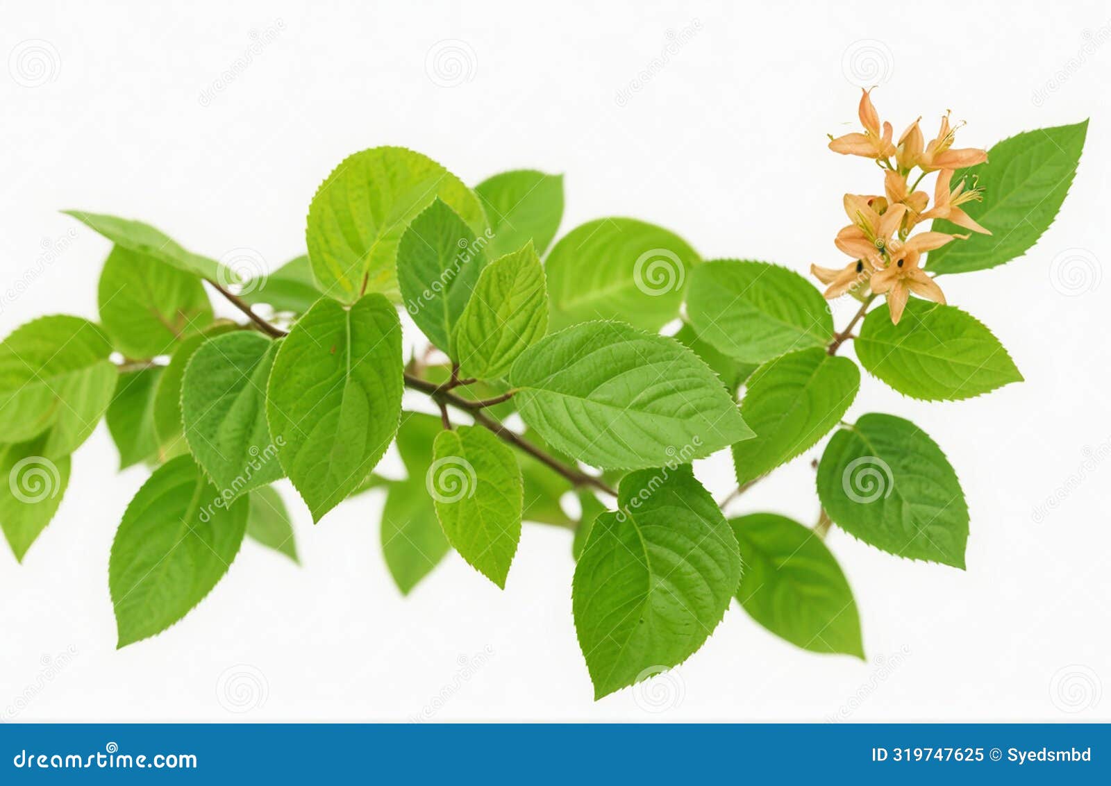 Rangoon Creeper Flower Vector Illustration | CartoonDealer.com #139035563