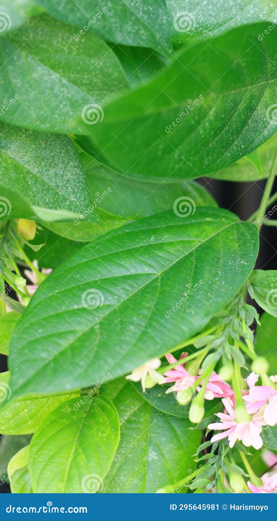 Rangoon Creeper Leaves stock image. Image of combretum - 295645981