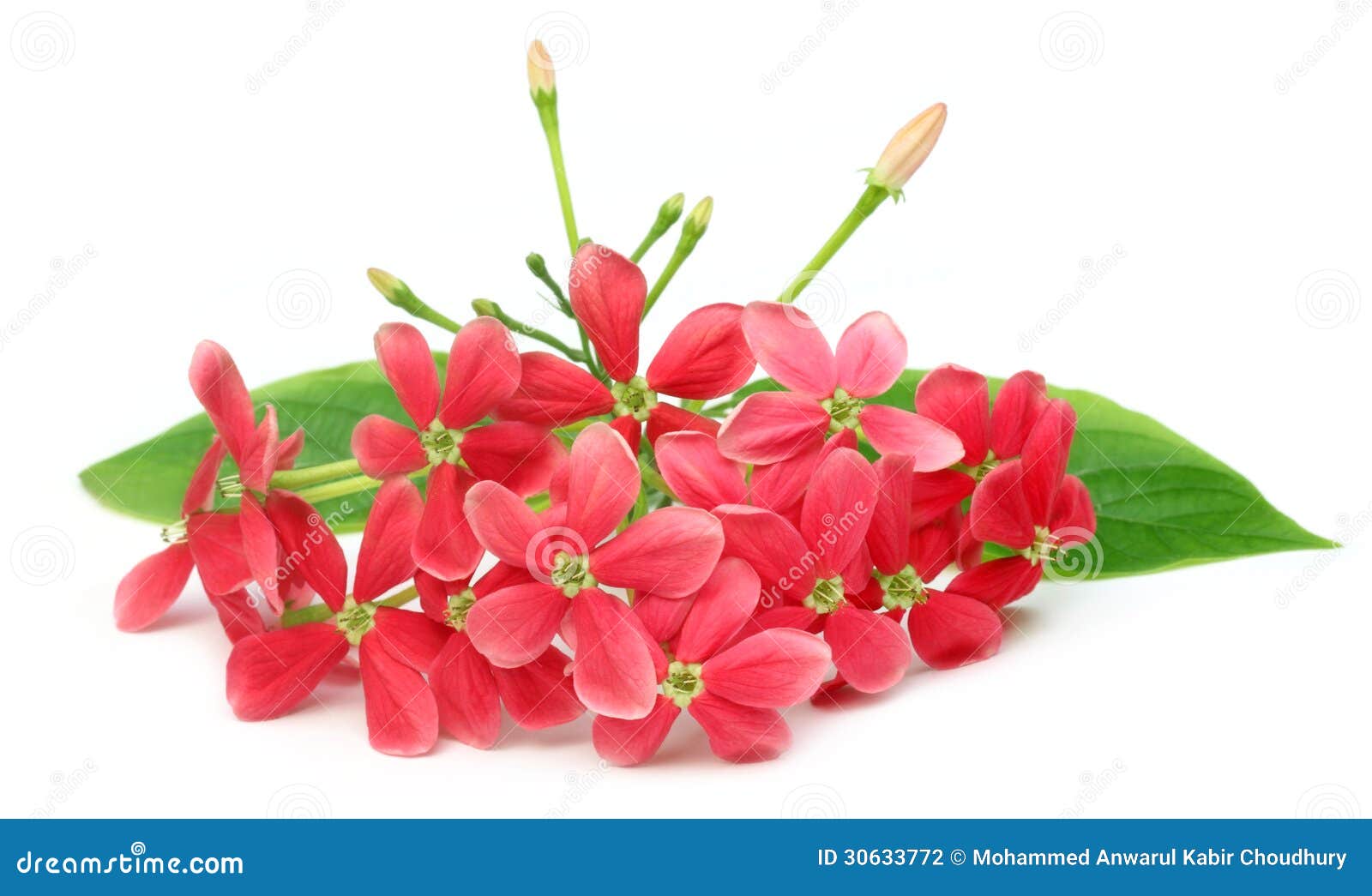 Quisqualis Indica Fruit