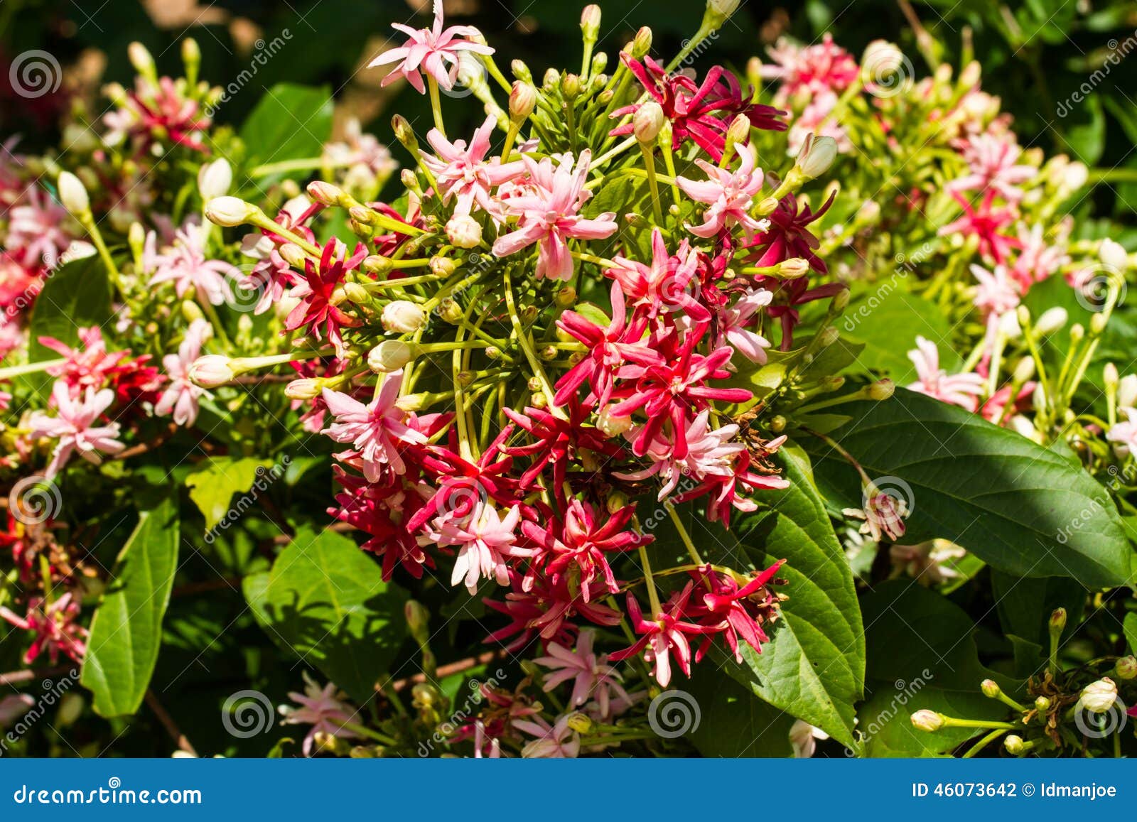 Rangoon creeper stock photo. Image of flora, blossom - 46073642