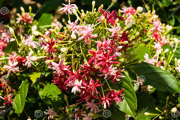 Rangoon creeper stock photo. Image of flora, blossom - 46073642