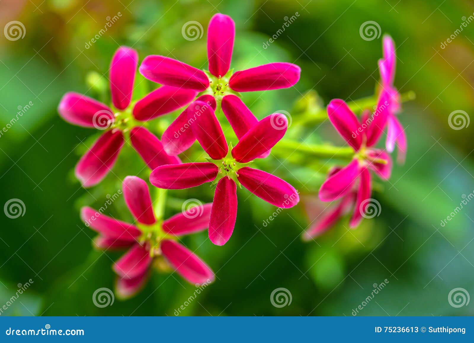 Rangoon Ranka Som Blommar I Naturen Fotografering för Bildbyråer - Bild ...