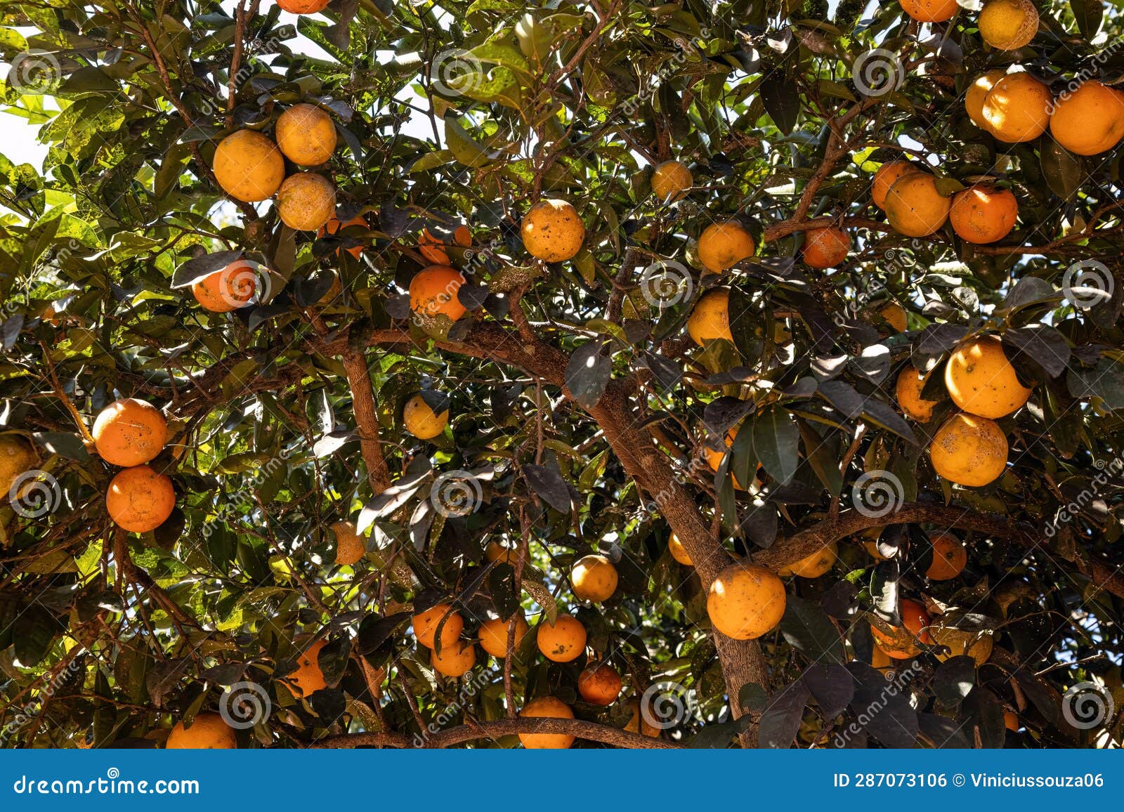 Rangpur Fruit Tree stock photo. Image of branch, dicotyledons - 287073106