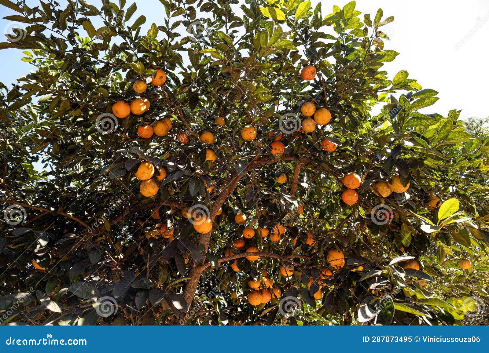Rangpur Fruit Tree stock image. Image of dicotyledons - 287073495