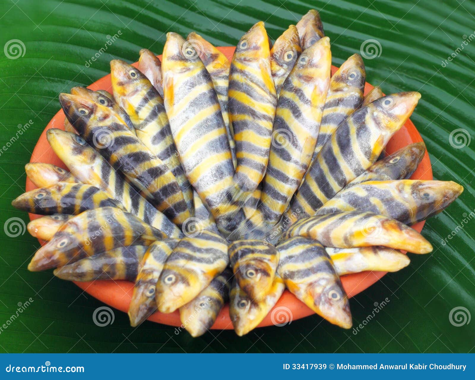 Rani Fish Del Subcontinente Indio Imagen de archivo - Imagen de comedor ...