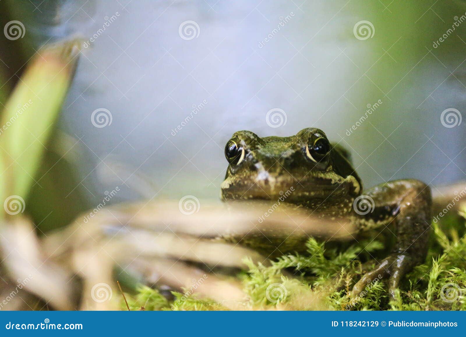Ranidae, Toad, Amphibian, Frog Picture. Image: 118242129