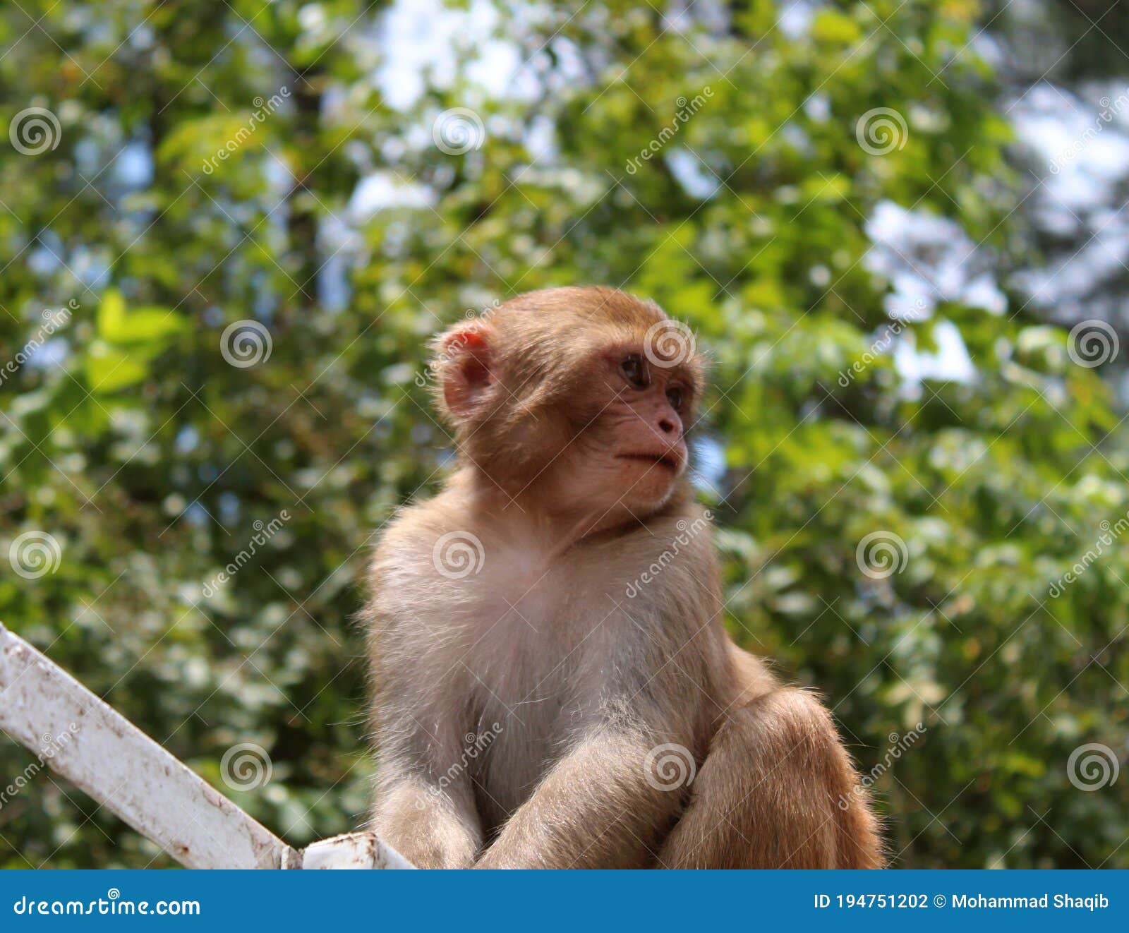 Monkey Sitting on Railing, Bushes are Behind Stock Photo - Image of ...