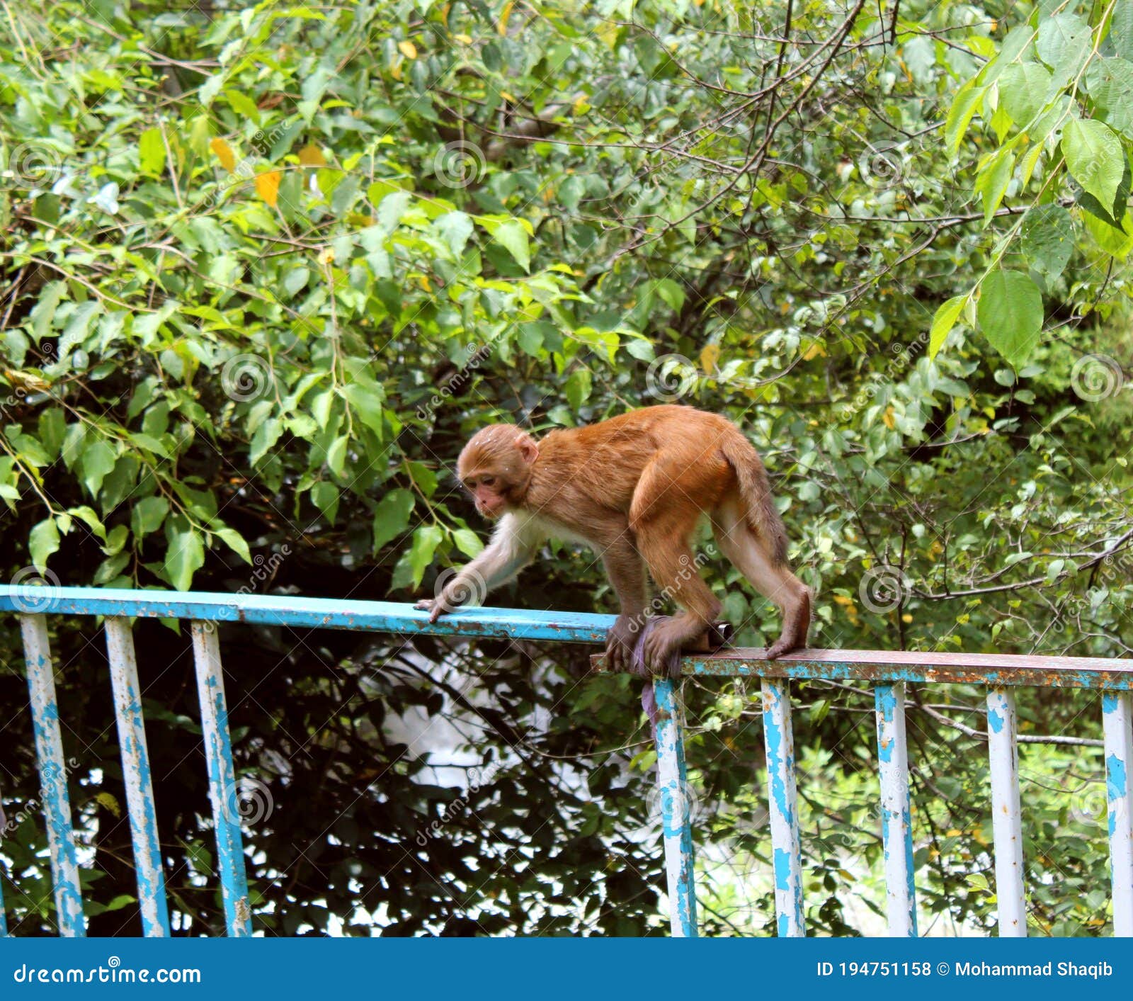 Monkey Walking Over Iron Railing Stock Photo - Image of bushes, walking ...