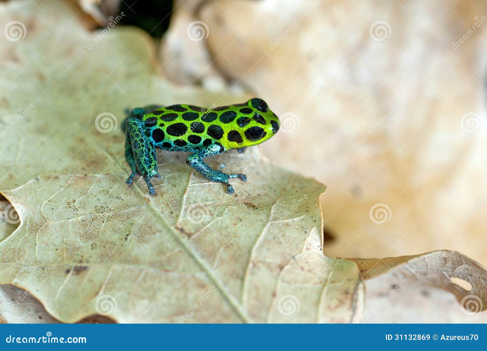 Ranitomeya imitator stock image. Image of amphibians - 31132869