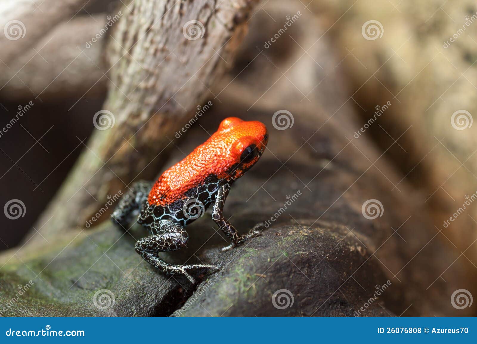 Ranitomeya reticulata stock photo. Image of amphibia - 26076808