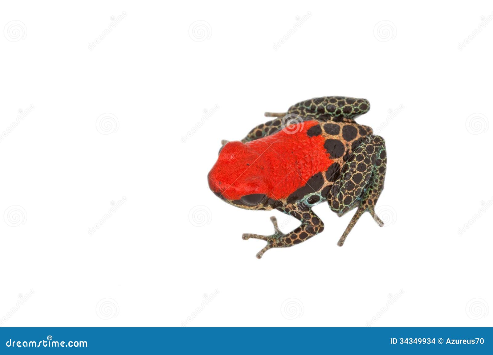 Ranitomeya reticulata stock photo. Image of ranitomeya - 34349934