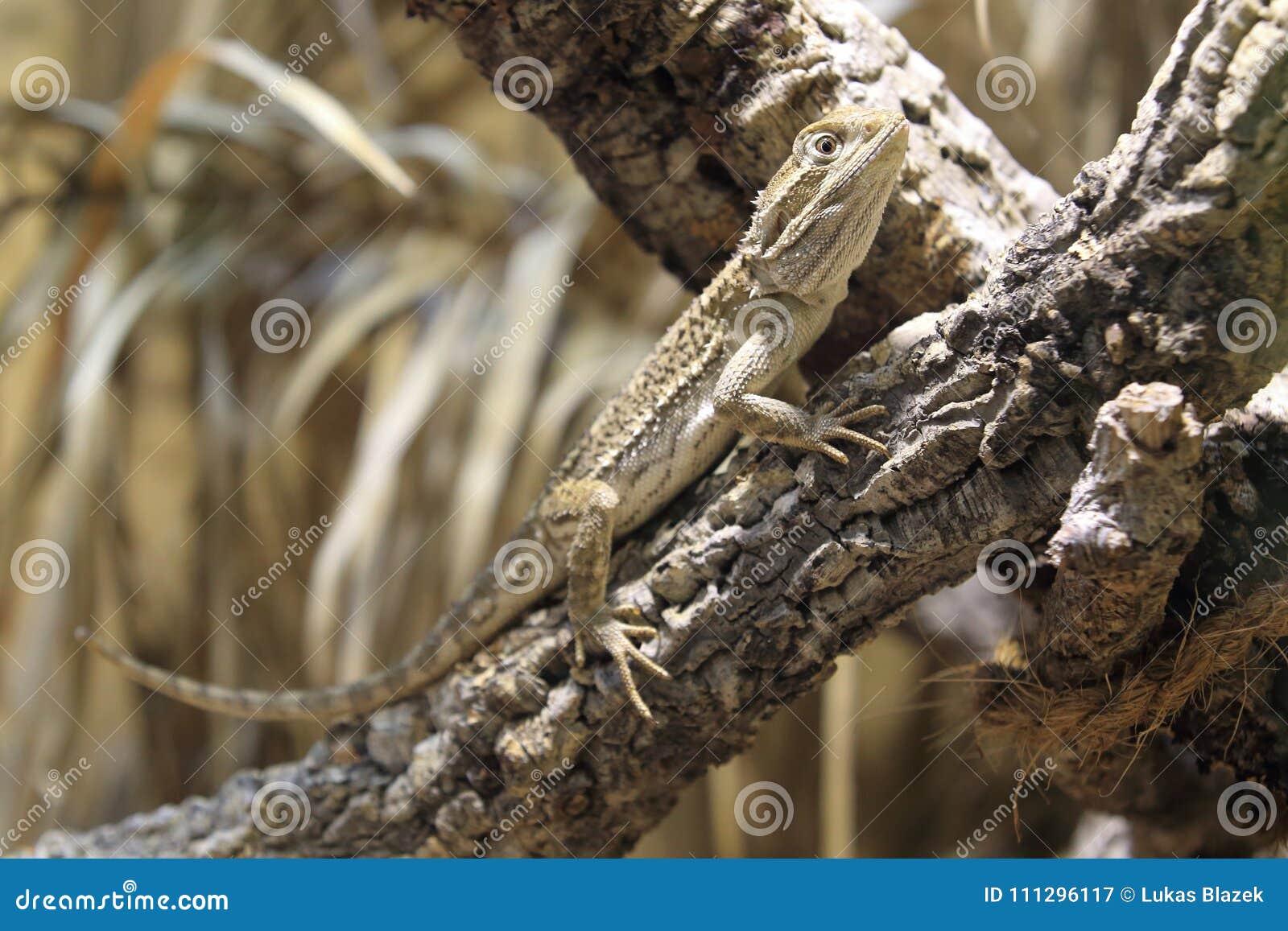Rankin dragon stock image. Image of lizard, animal, pogona - 111296117