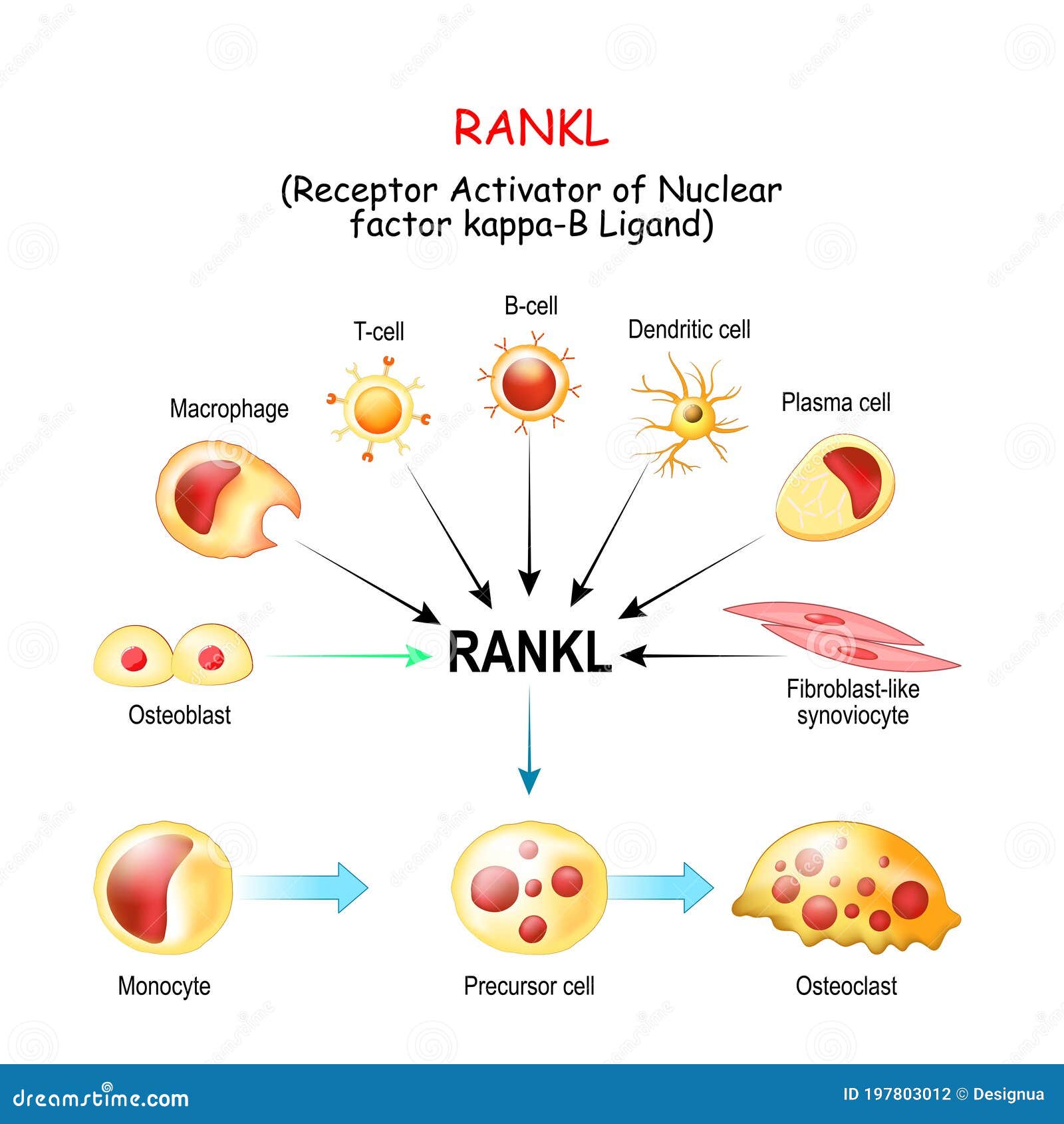 RANKL, and Activation of Osteoclast Stock Vector - Illustration of ...