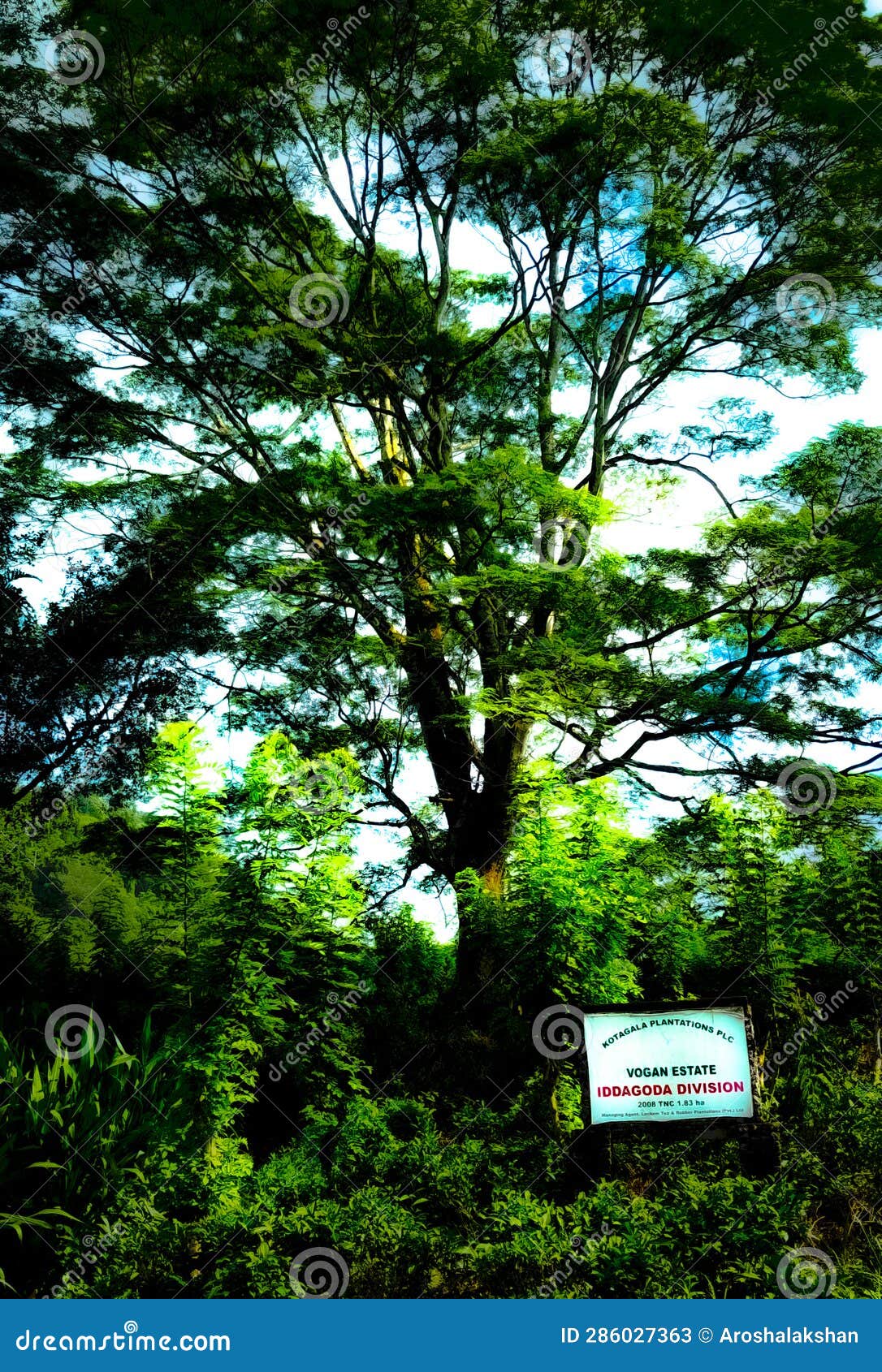 Rannagala Mathugama Road Stock Photos - Free & Royalty-Free Stock ...