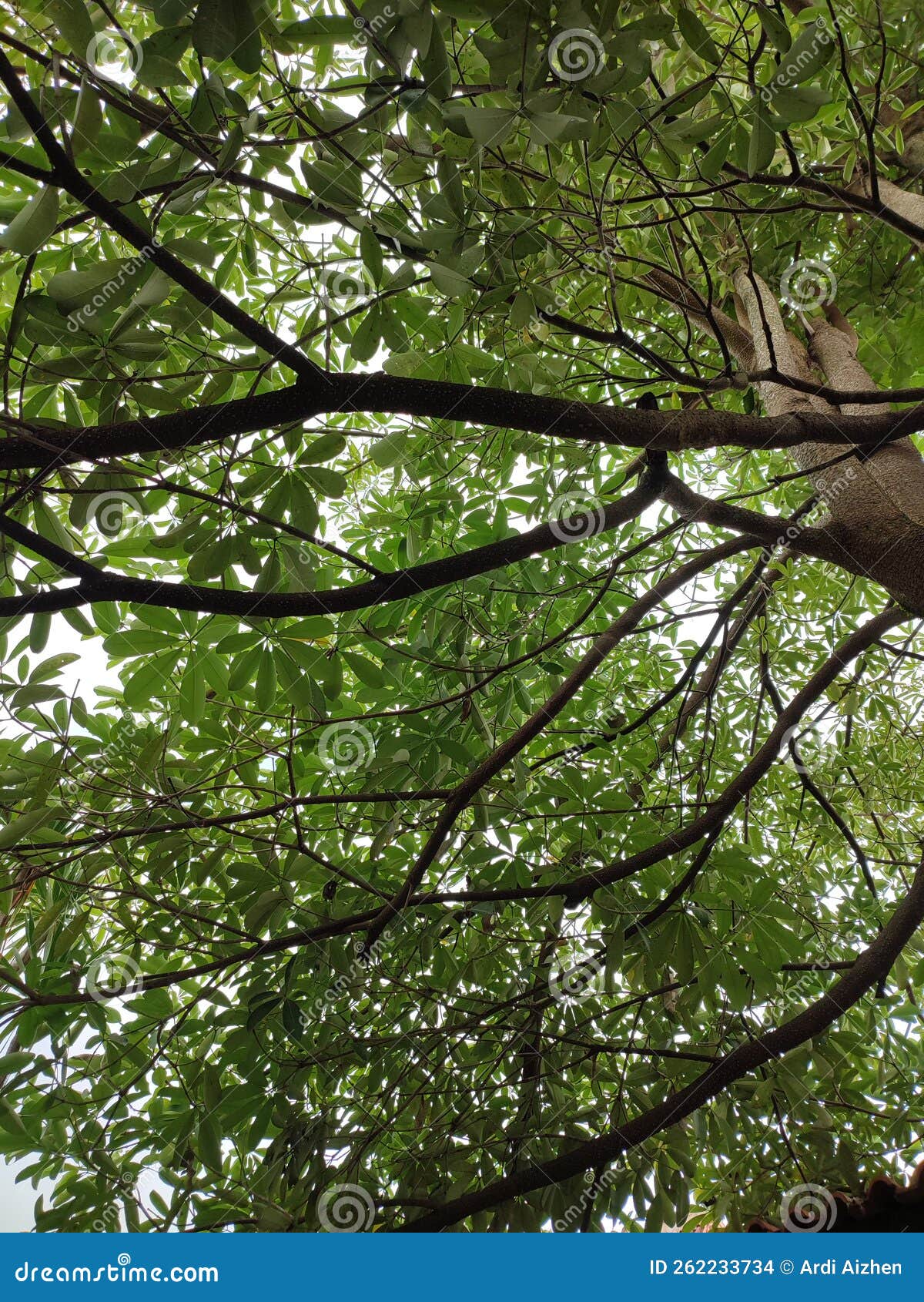 Ranting Pohon is Nothing stock photo. Image of sunlight - 262233734