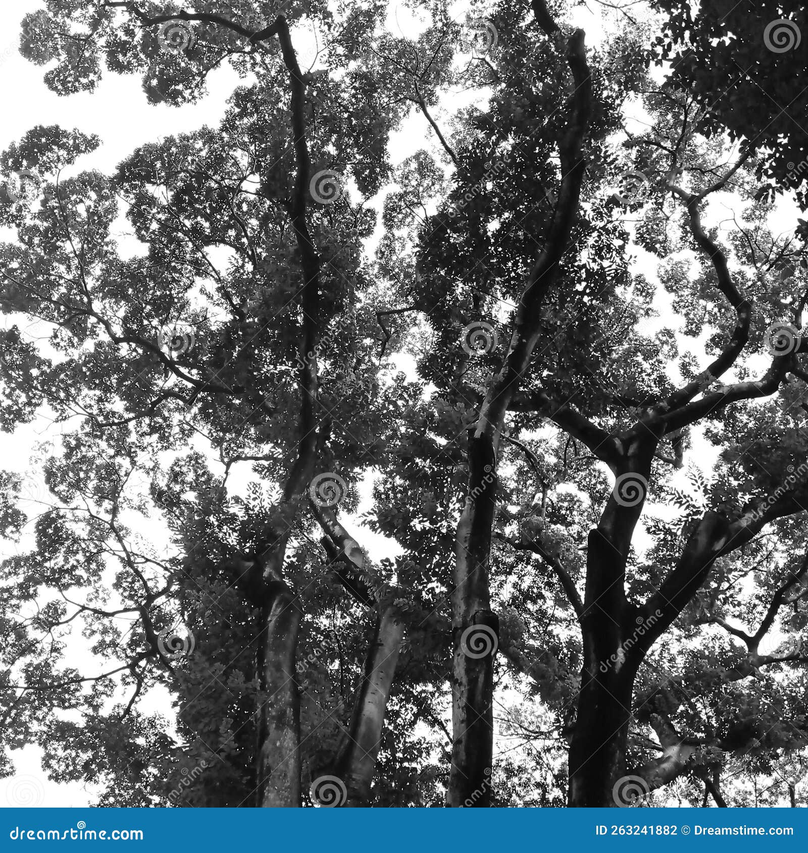 Ranting Senja stock photo. Image of tree, ranting, senja - 263241882