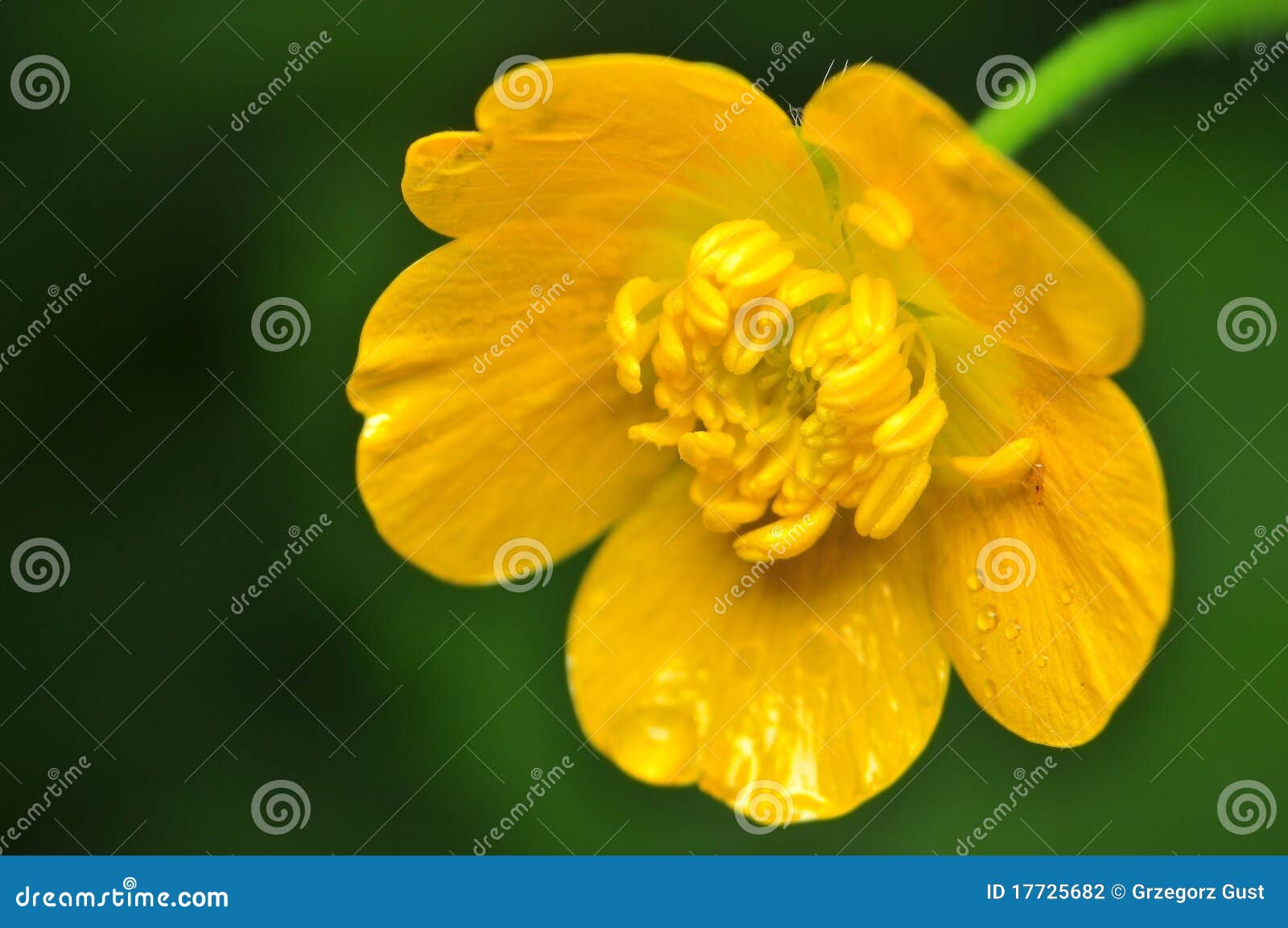 Ranunculus stock photo. Image of forest, stamen, yellow - 17725682