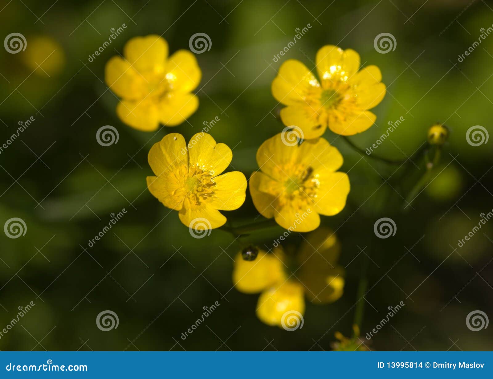 Ranunculus acris stock photo. Image of nature, green - 13995814