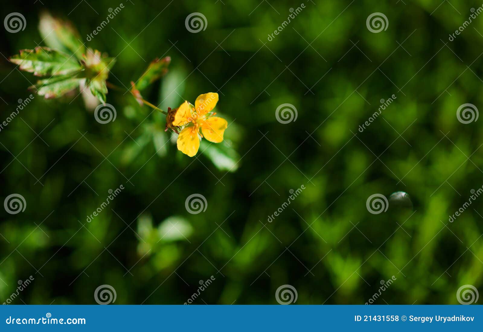 Ranunculus acris stock photo. Image of forest, floral - 21431558