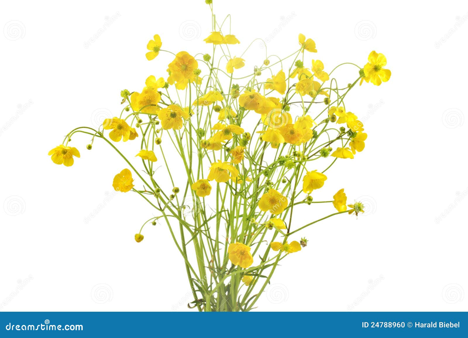 Ranunculus acris flowers stock photo. Image of blossoming - 24788960