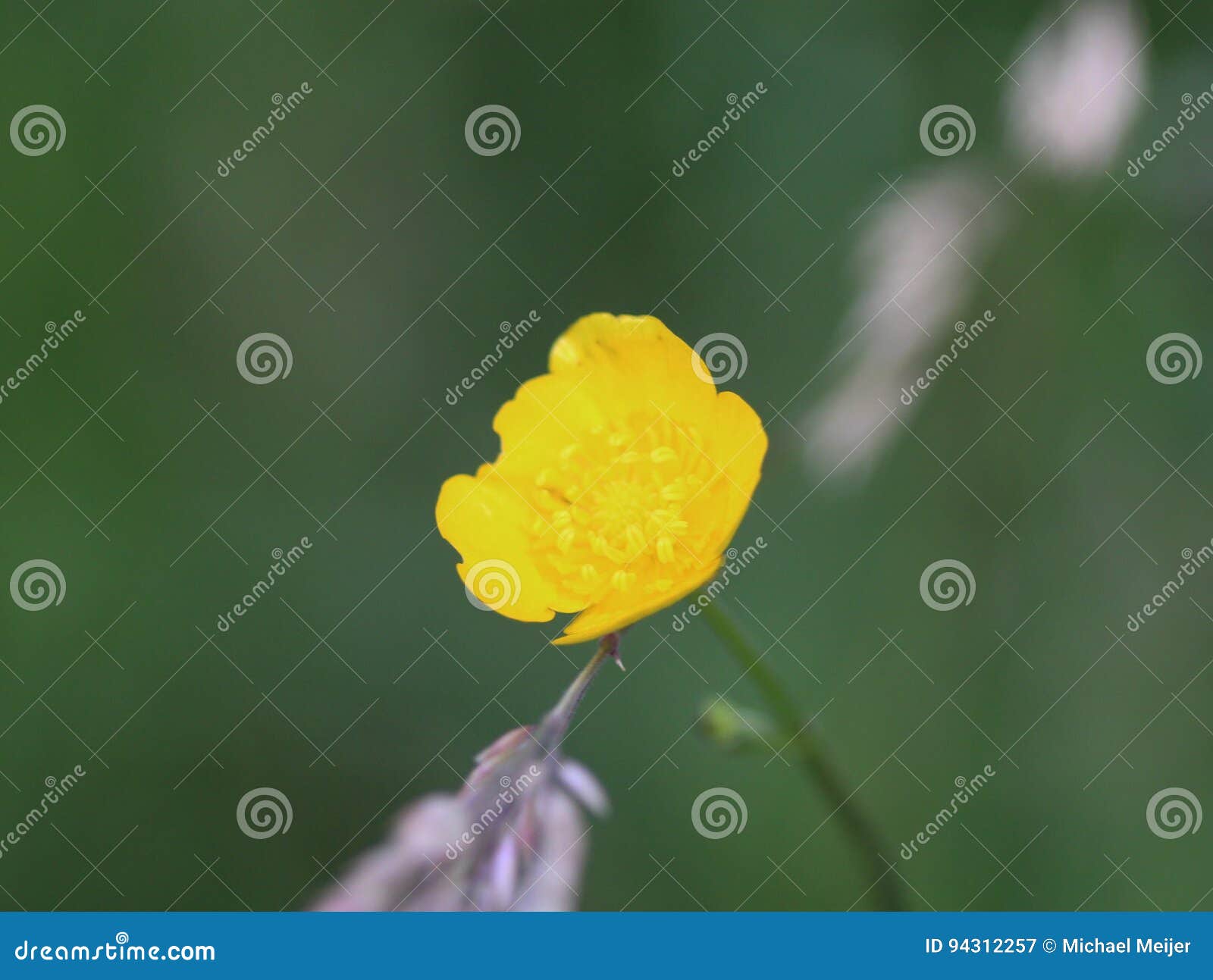 Ranunculus acris flowers stock image. Image of blossom - 94312257