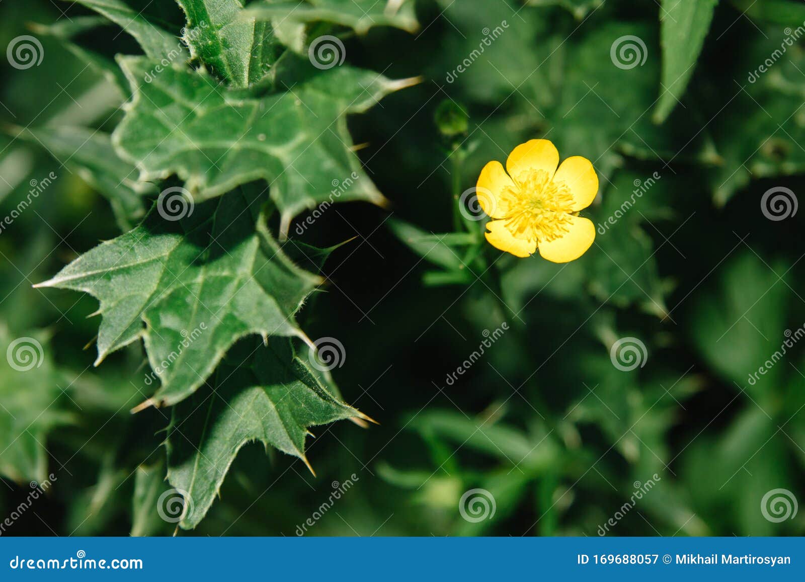 Ranunculus Arvensis, Corn Ranunculus, the Devil on All Sides or a ...