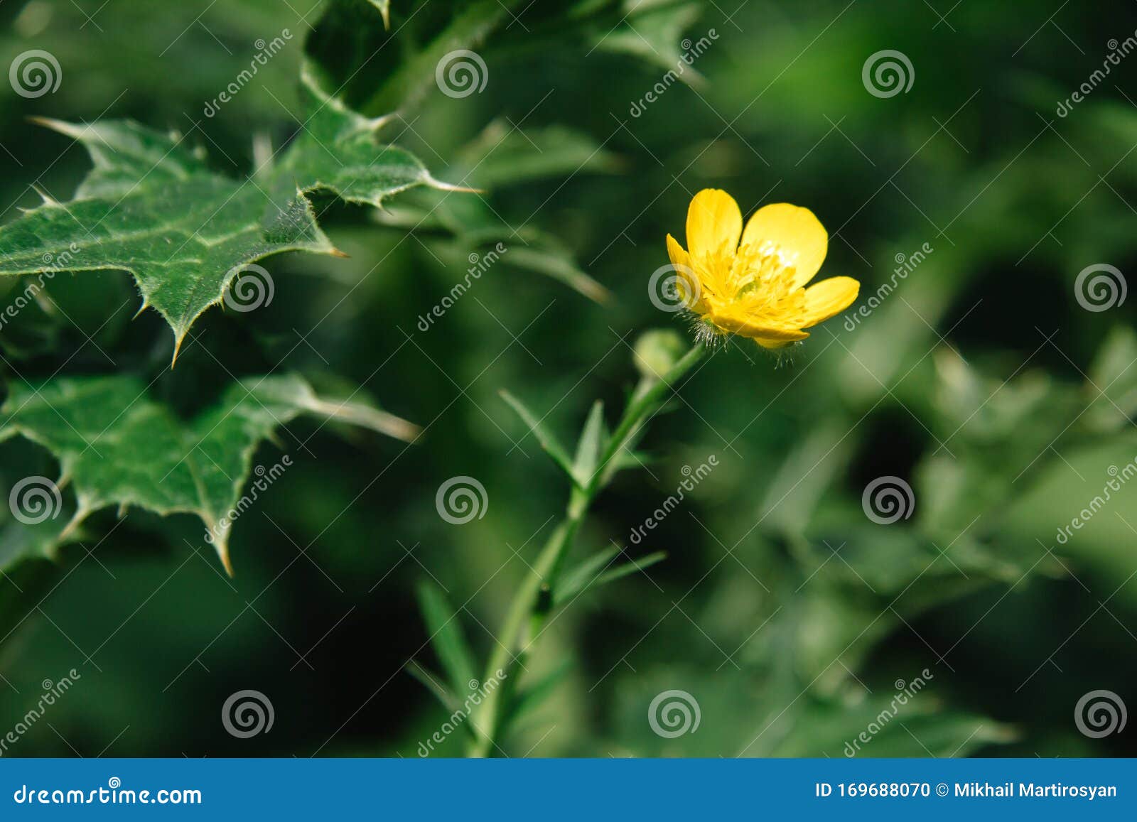 Ranunculus Arvensis, Corn Ranunculus, the Devil on All Sides or a ...