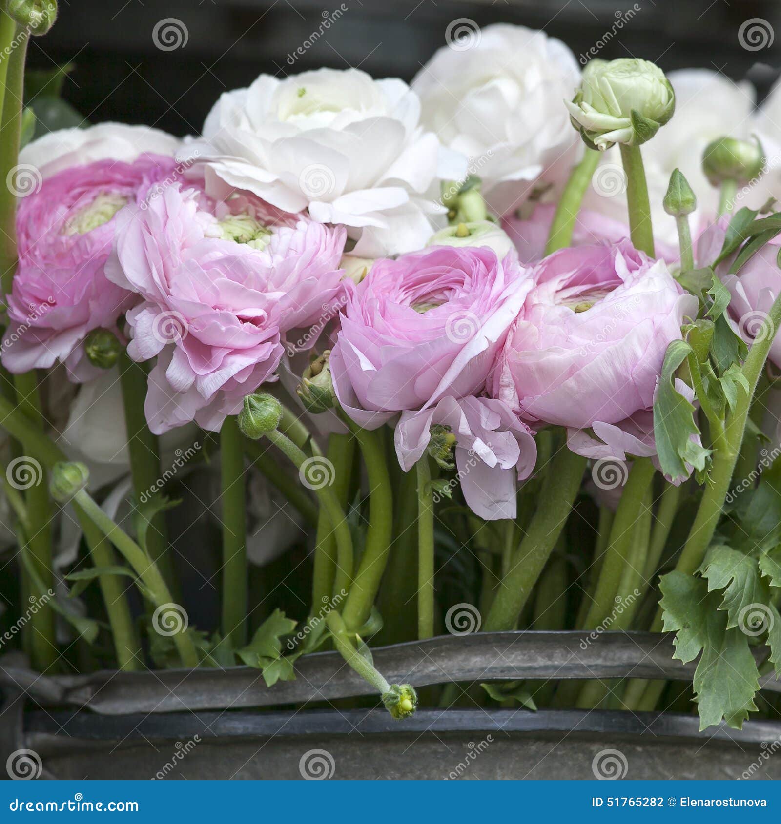 Ranunculus Blanc (renoncule Persane) Photo stock - Image du organique ...