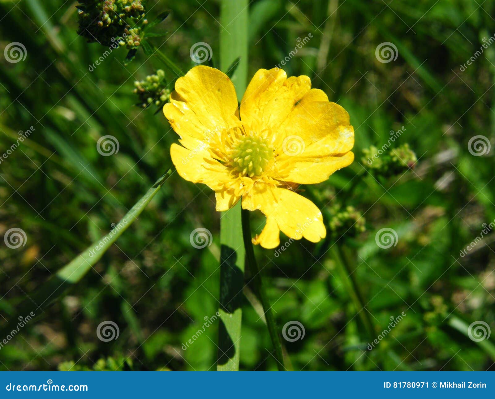 Ranunculus Bulbosus Common Meadow Flower Stock Image - Image of branch ...