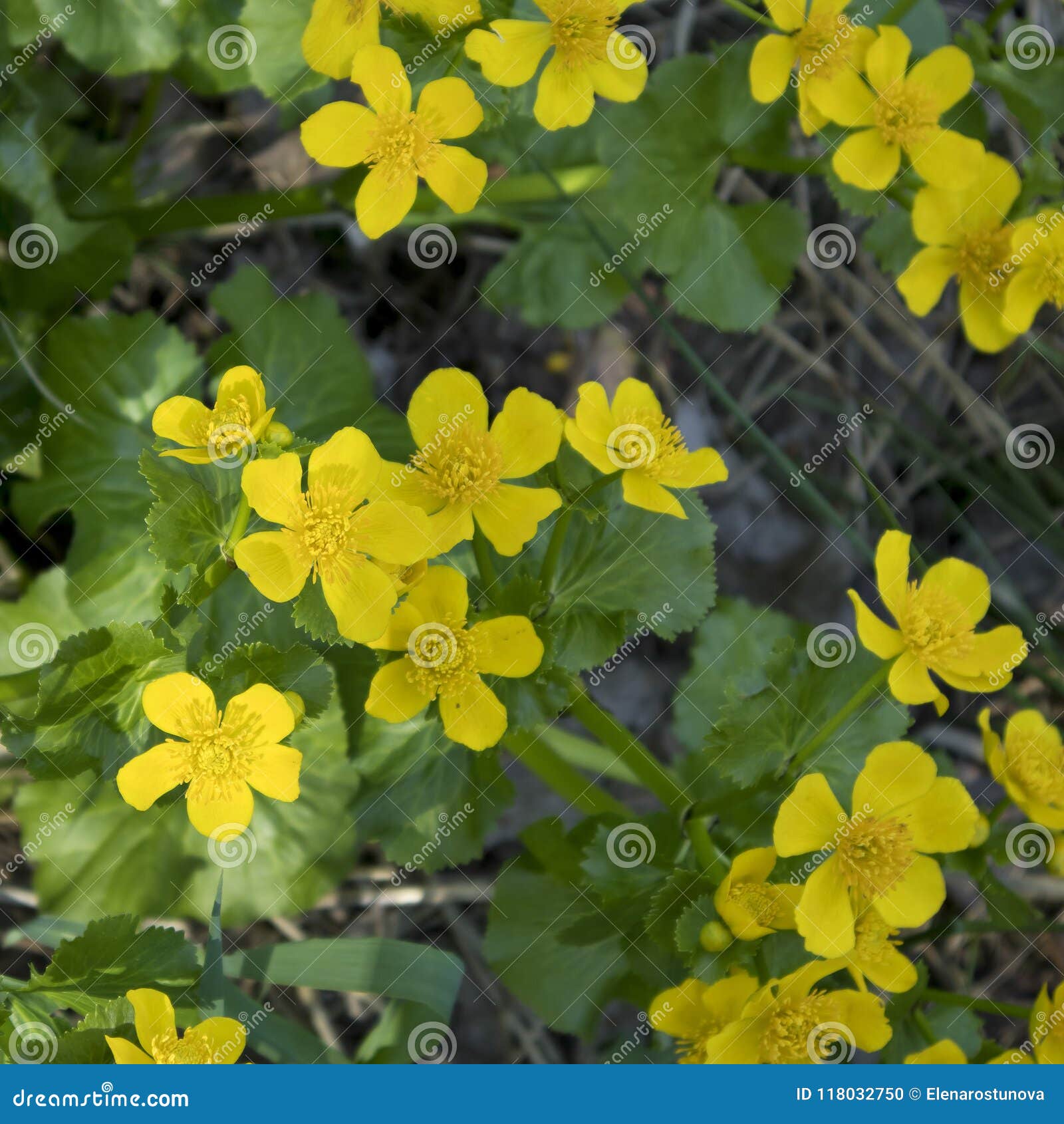 The Ranunculus Constantinopolitanus in the Botanical Garden Stock Photo ...