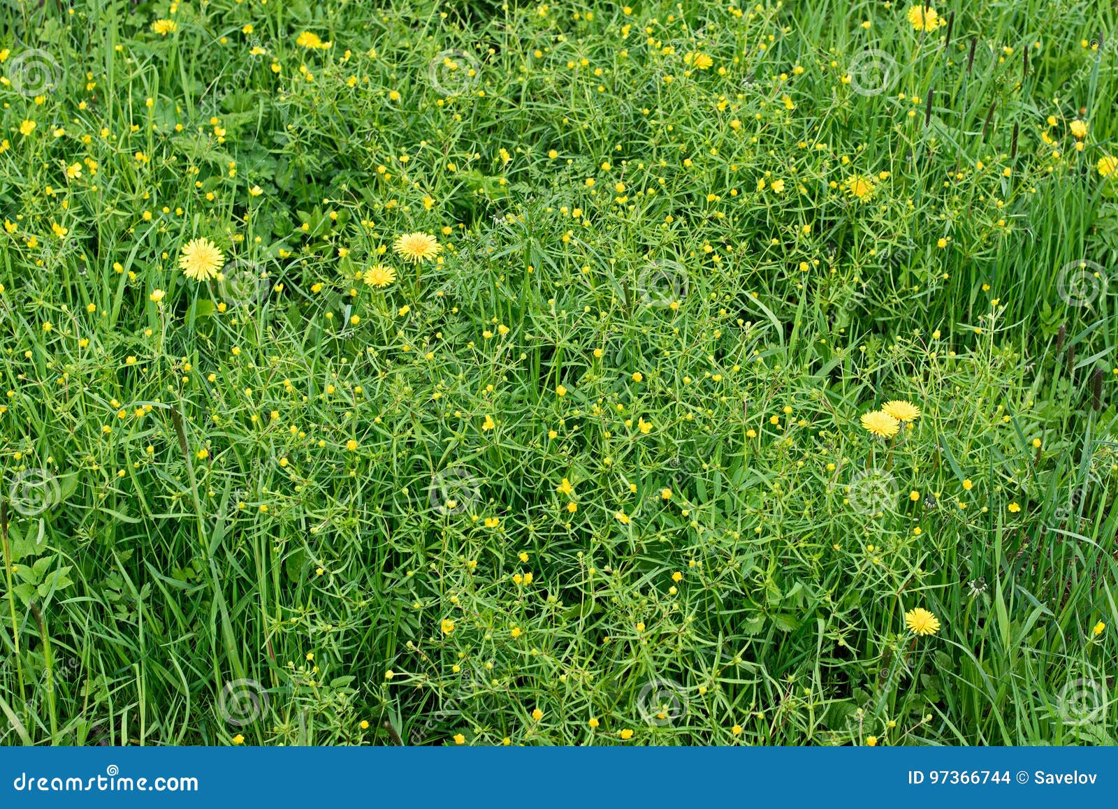 Ranunculus and dandelions stock photo. Image of fresh - 97366744