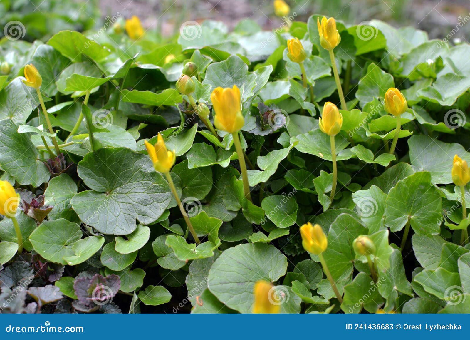 Ranunculus Ficaria Blooms in the Wild Stock Image - Image of clump ...
