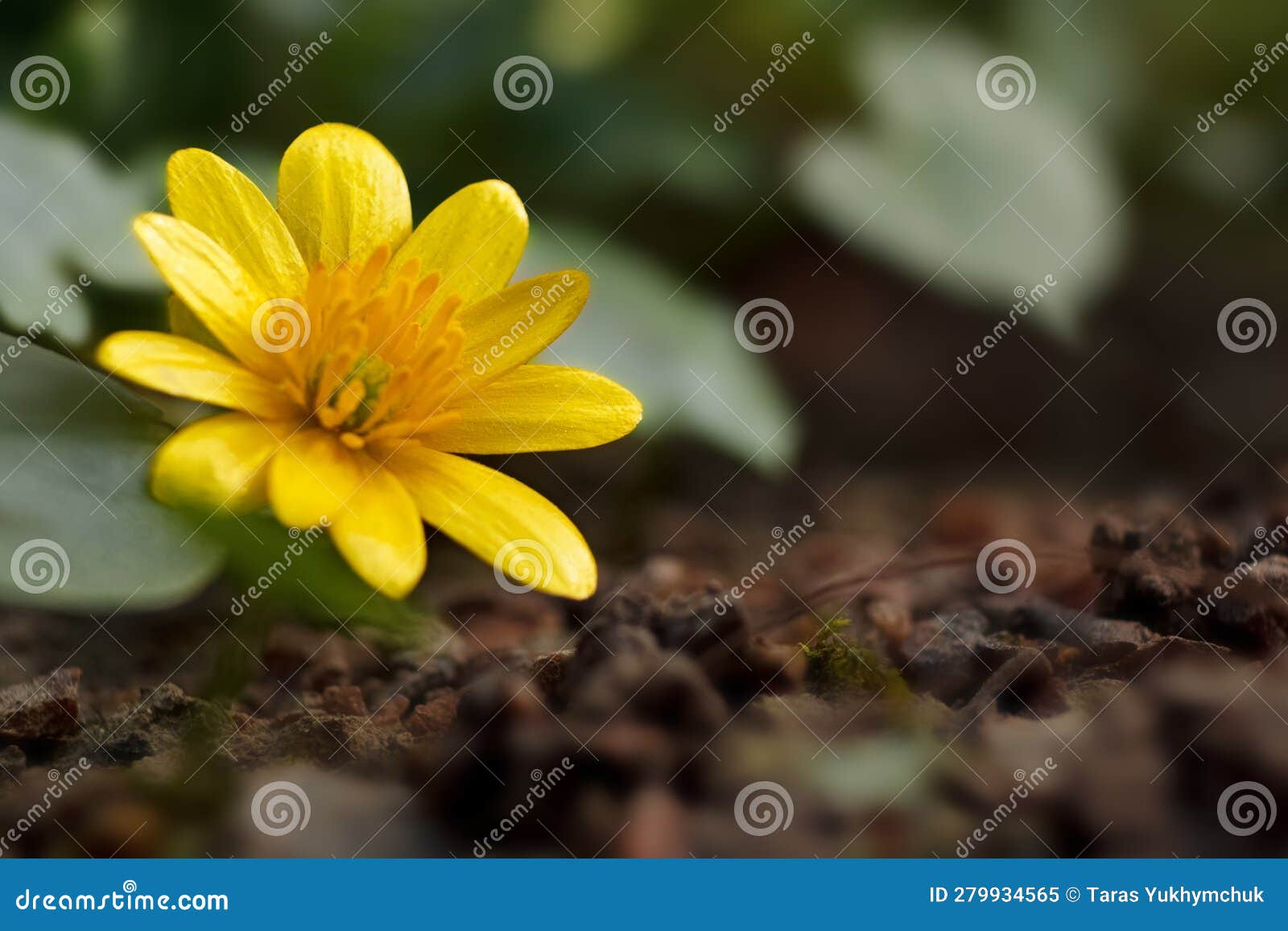 Ranunculus or Ficaria Verna, Yellow Flower Stock Image - Image of ...