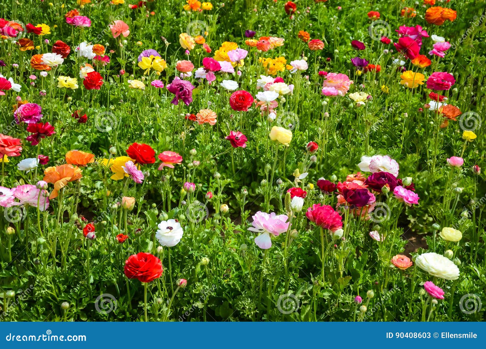 Ranunculus field stock image. Image of nature, agriculture - 90408603