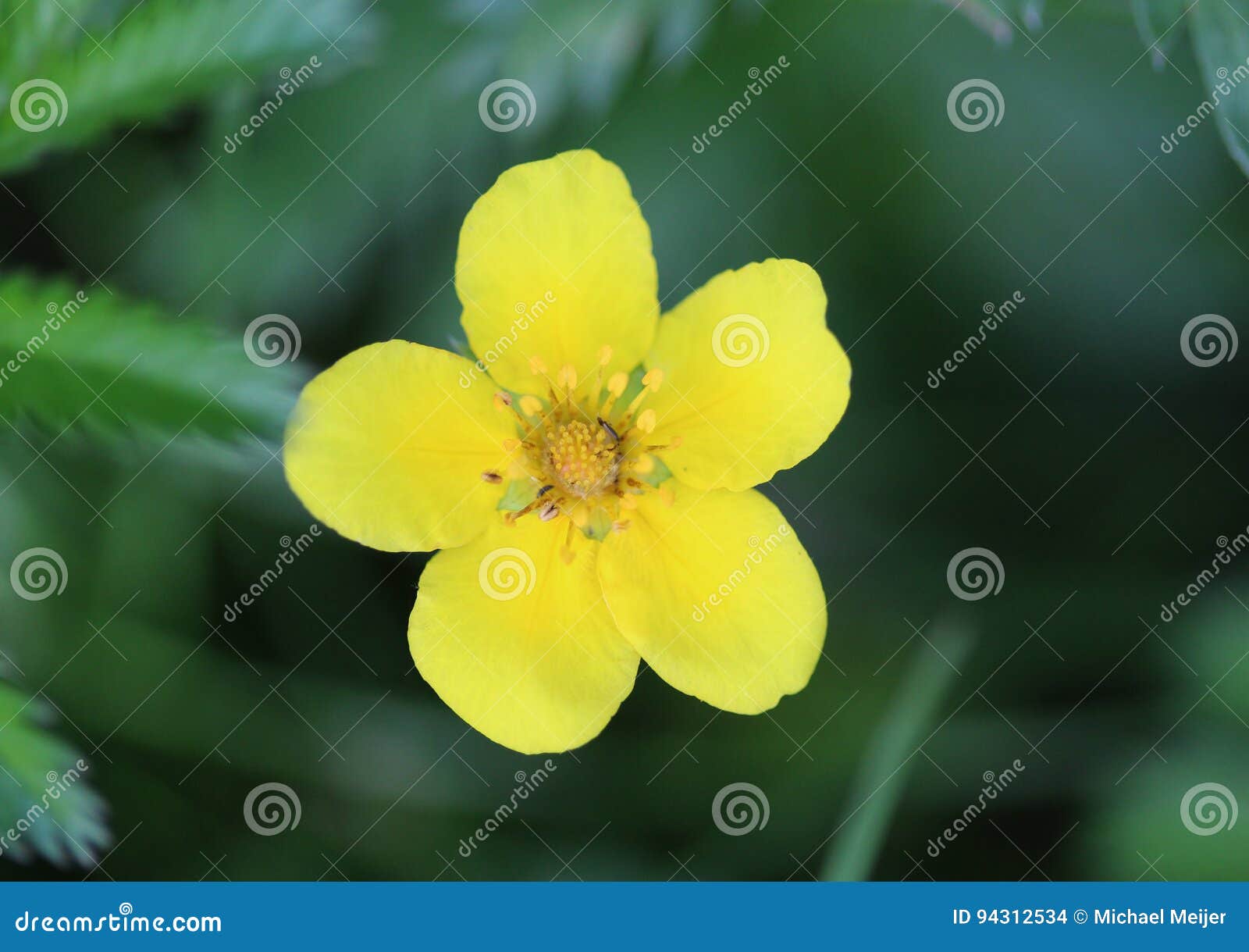 Ranunculus flammula stock photo. Image of background - 94312534