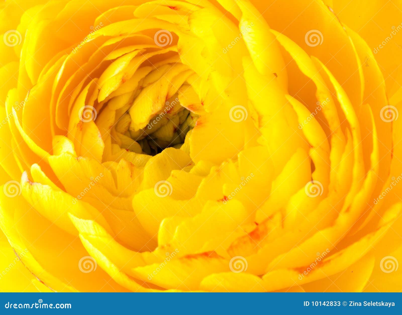 Ranunculus Flower Background Stock Image - Image of colored, petal ...