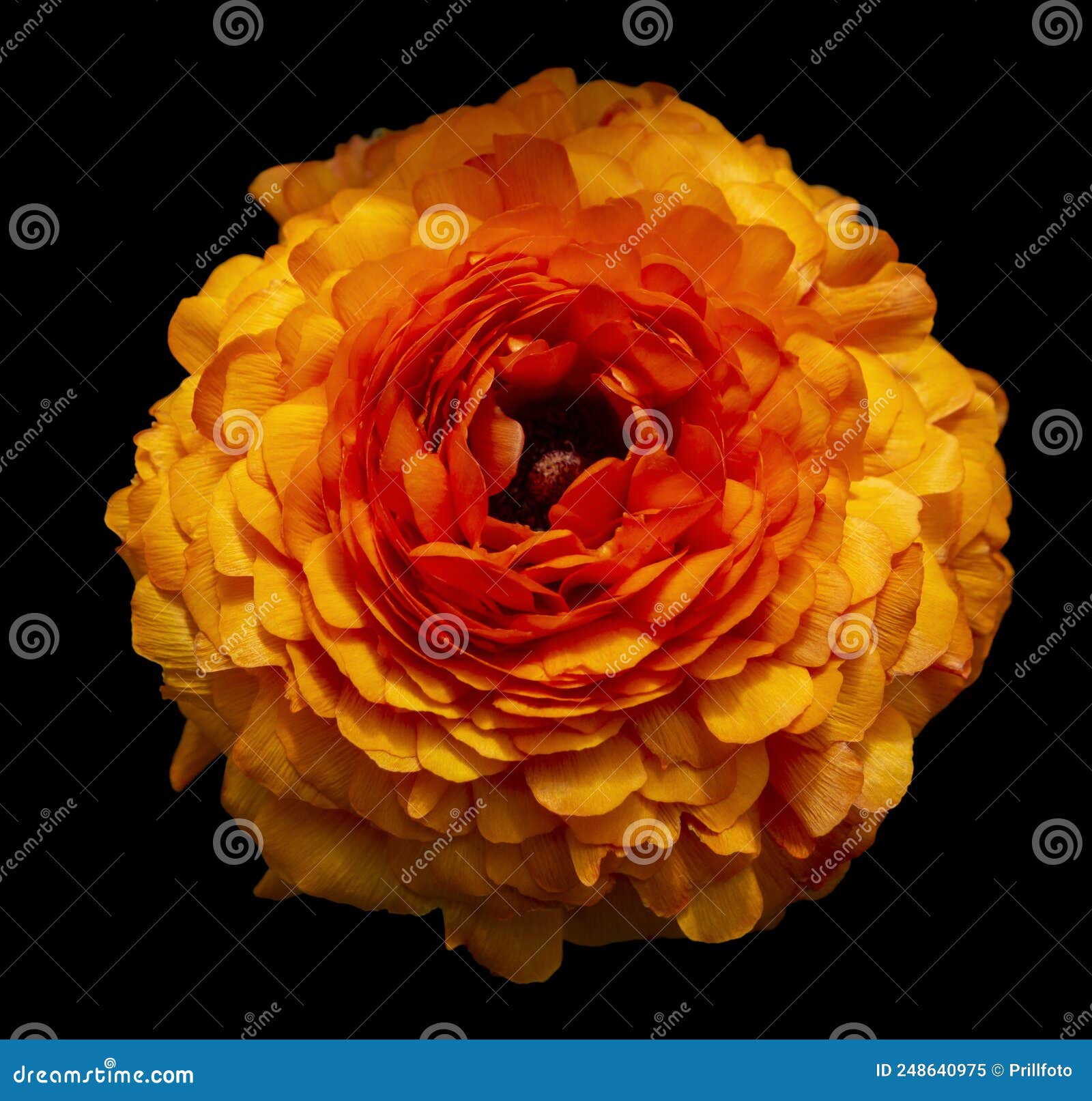 Ranunculus flower closeup stock image. Image of flower - 248640975