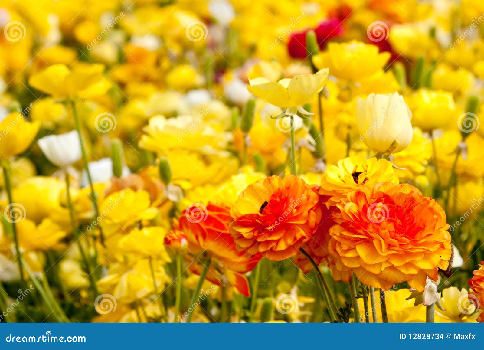 Ranunculus flower field stock photo. Image of garden - 12828734