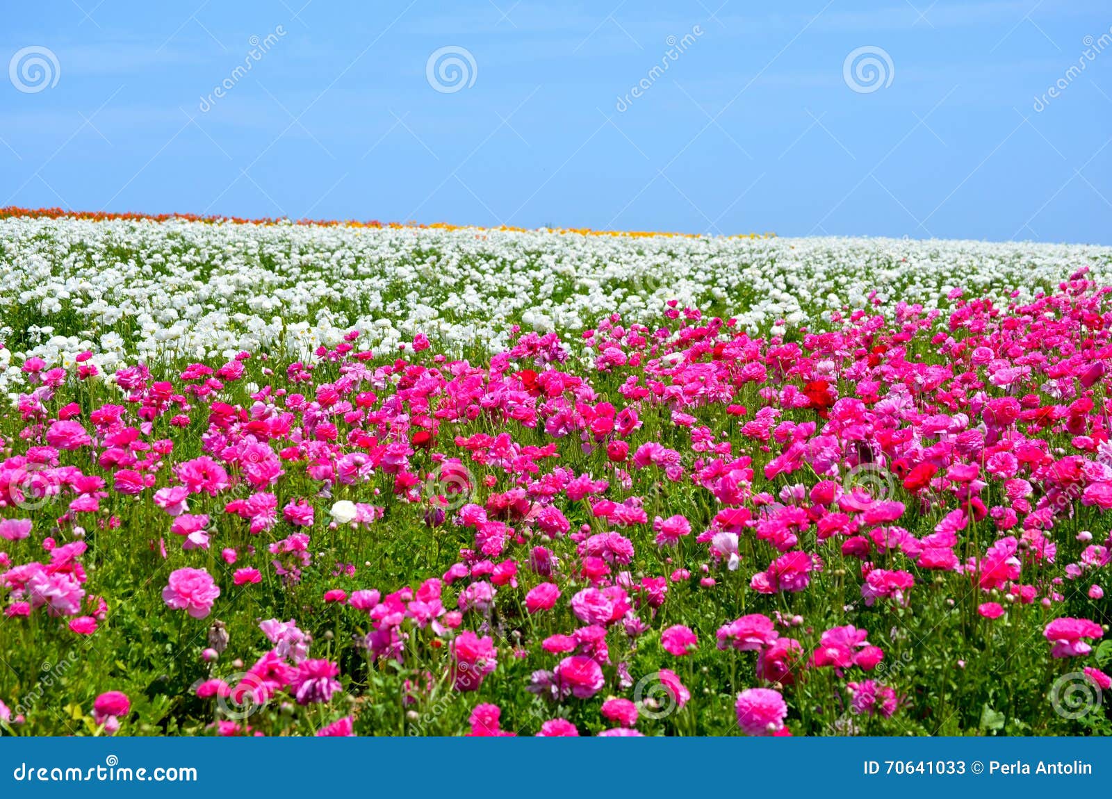 Ranunculus Flower Field stock image. Image of blooming - 70641033