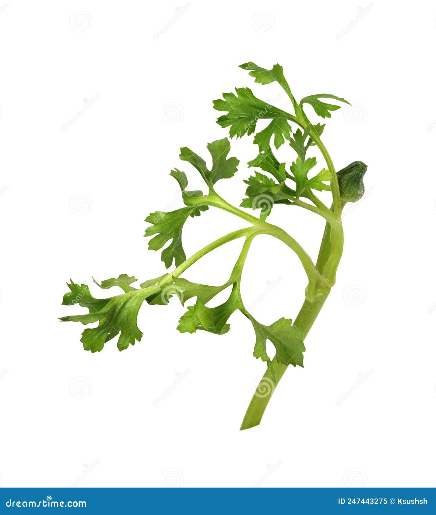Ranunculus Green Leaves and Bud Isolated Stock Image - Image of stem ...